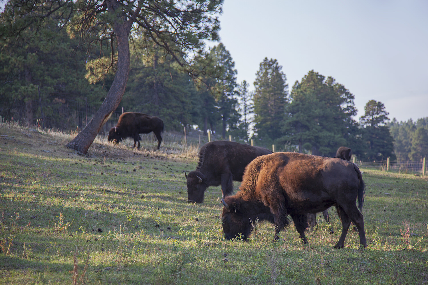 Activities | Denver Mountain Parks Foundation