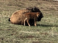 Denver Gifts Bison to Arapahoe and Cheyenne Tribes | Denver Mountain ...